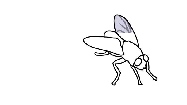 Homefly Images – Browse 37 Stock Photos, Vectors, and Video | Adobe Stock