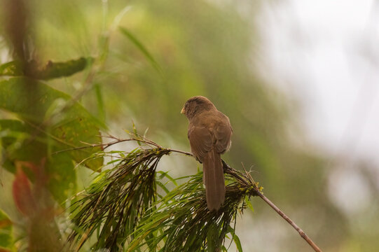Parrotbill bilder – Bläddra bland 510 stockfoton, vektorer och videor ...
