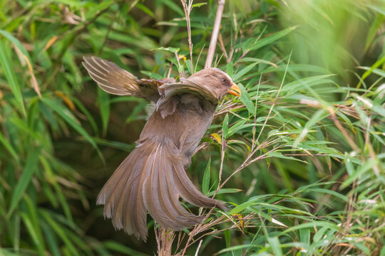 รูปภาพParrotbill – เลือกดูภาพถ่ายสต็อก เวกเตอร์ และวิดีโอ582 | Adobe Stock