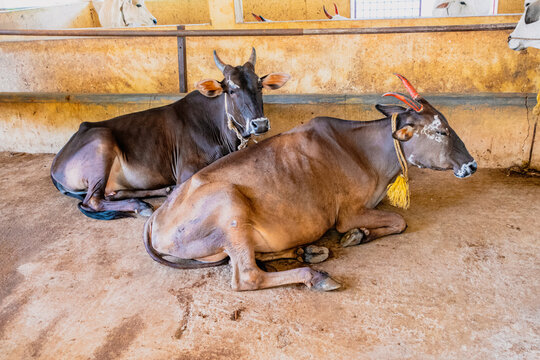 รูปภาพGoshala – เลือกดูภาพถ่ายสต็อก เวกเตอร์ และวิดีโอ263 | Adobe Stock