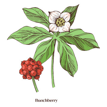Bunchberry bilder – Bläddra bland 350 stockfoton, vektorer och videor ...