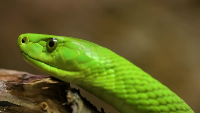 รูปภาพMamba – เลือกดูภาพถ่ายสต็อก เวกเตอร์ และวิดีโอ4,633 | Adobe Stock