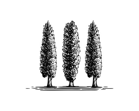 Cypress Tree Vector