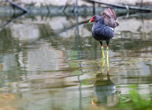 รูปภาพWater-Hen – เลือกดูภาพถ่ายสต็อก เวกเตอร์ และวิดีโอ108 | Adobe Stock