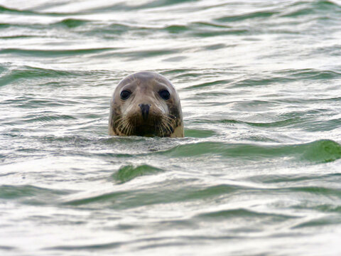 Robben Im Wasser Ein Seehund Schwimmt Sein Ziel Relativ Zu Vier