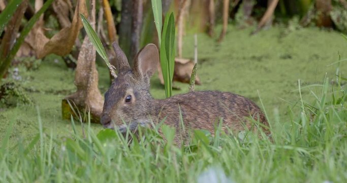 "Marsh Rabbit" Images – Browse 185 Stock Photos, Vectors, and Video ...