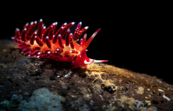 Slugg Billeder – Gennemse 3,413 stockfotos, vektorer og videoer | Adobe ...