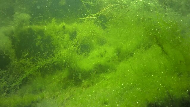 Hypertrophication Bilder – Durchsuchen 2,628 Archivfotos ...