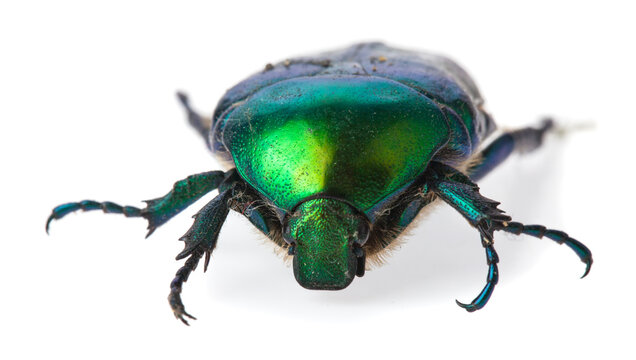 Imágenes de Quitina: descubre bancos de fotos, ilustraciones, vectores ...