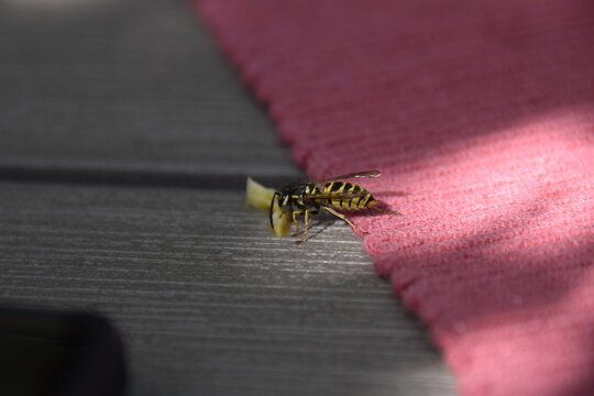 Wesp bilder – Bläddra bland 232 stockfoton, vektorer och videor | Adobe ...