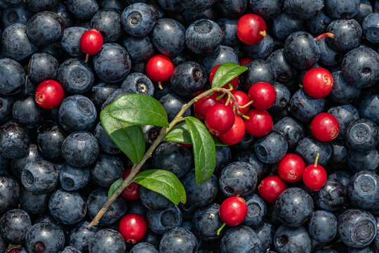 Wildbeeren Bilder – Durchsuchen 233,725 Archivfotos, Vektorgrafiken und ...