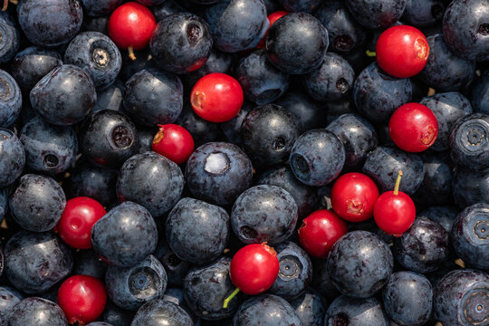 Wildbeeren Bilder – Durchsuchen 233,725 Archivfotos, Vektorgrafiken und ...