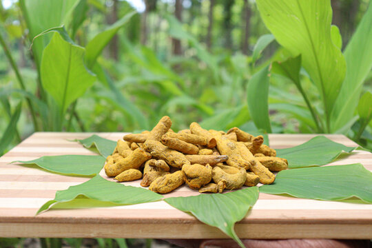 Turmeric Tree