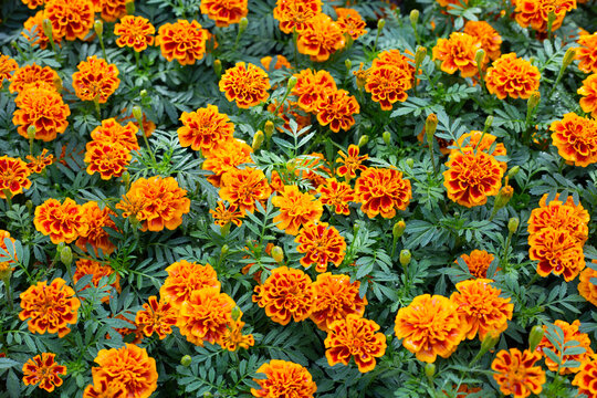 "Tagetes Erecta" Images – Browse 12,870 Stock Photos, Vectors, and ...