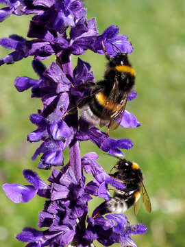 Mentheae Bilder – Durchsuchen 278 Archivfotos, Vektorgrafiken und ...