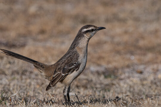 รูปภาพCorrecaminos – เลือกดูภาพถ่ายสต็อก เวกเตอร์ และวิดีโอ113 | Adobe ...