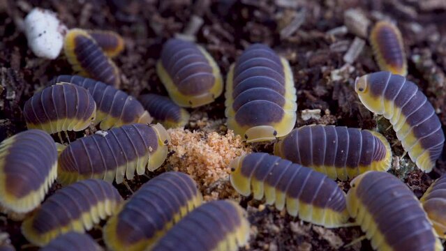 Isopoda Images – Browse 1,628 Stock Photos, Vectors, and Video | Adobe ...