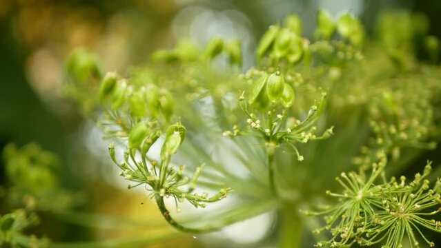 Cartwheel-Flower Images – Browse 256 Stock Photos, Vectors, and Video ...