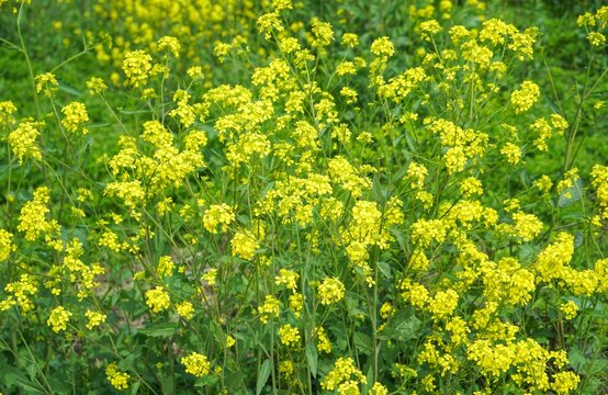 Wild Mustard Plant