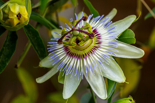 Passifloraceae Images – Browse 2,272 Stock Photos, Vectors, and Video ...