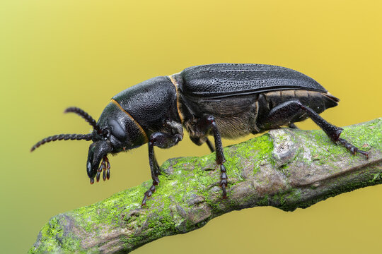 รูปภาพHemelytra – เลือกดูภาพถ่ายสต็อก เวกเตอร์ และวิดีโอ3,485 | Adobe Stock