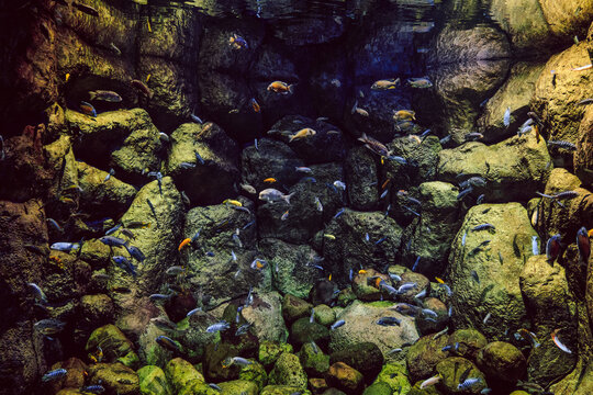 Copadichromis Images – Browse 65 Stock Photos, Vectors, and Video ...