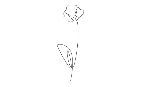 Poppy Line Drawing Images – Browse 12,321 Stock Photos, Vectors, and ...