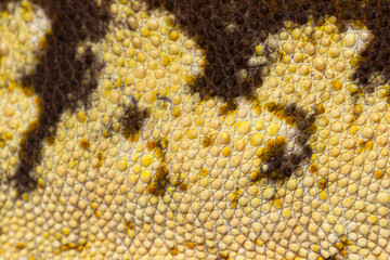 15+ Free reptile scales pictures - PikWizard