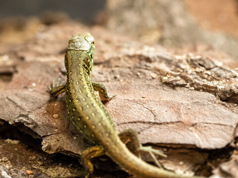 Imágenes de Saurio: descubre bancos de fotos, ilustraciones, vectores y ...