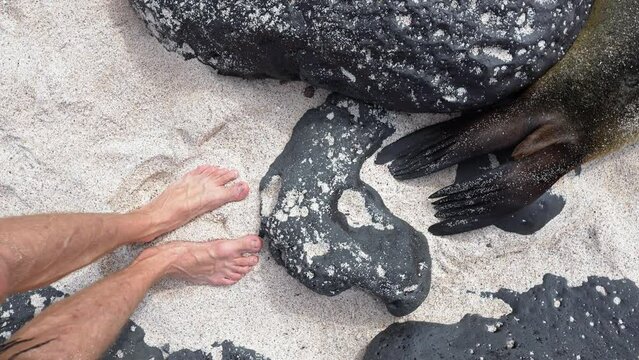 Hind-Flippers Images – Browse 1 Stock Photos, Vectors, and Video ...