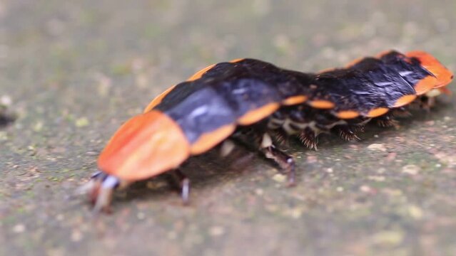 Lamprigera Images – Browse 29 Stock Photos, Vectors, and Video | Adobe ...