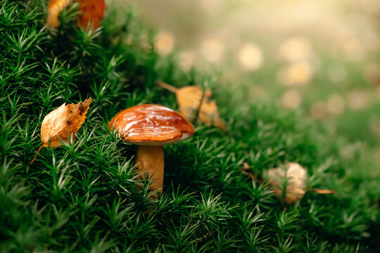 Maronenpilz Bilder – Durchsuchen 3,794 Archivfotos, Vektorgrafiken und ...