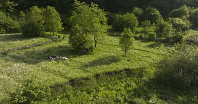 รูปภาพDaba – เลือกดูภาพถ่ายสต็อก เวกเตอร์ และวิดีโอ962 | Adobe Stock