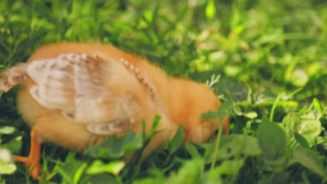 Fowl-Run Images – Browse 359 Stock Photos, Vectors, and Video | Adobe Stock