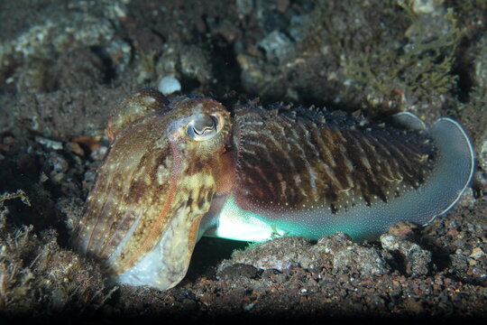 Cuttlefish Camouflage Video