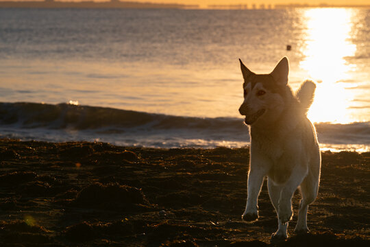 Outrunning Images – Browse 3,606 Stock Photos, Vectors, and Video ...