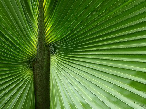 "Buri Palm"-Bilder: Stock-Fotos & -Videos. | Adobe Stock