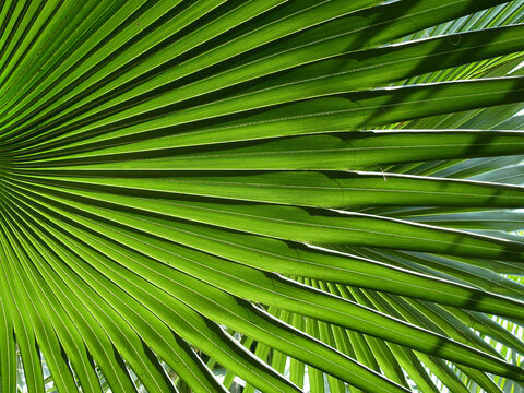 "Buri Palm" Billeder – Gennemse 97 stockfotos, vektorer og videoer ...