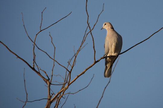Capocolla bilder – Bläddra bland 2,261 stockfoton, vektorer och videor ...