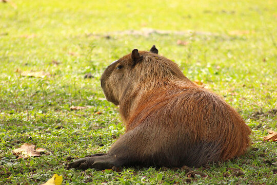รูปภาพCapibara – เลือกดูภาพถ่ายสต็อก เวกเตอร์ และวิดีโอ13,278 | Adobe Stock
