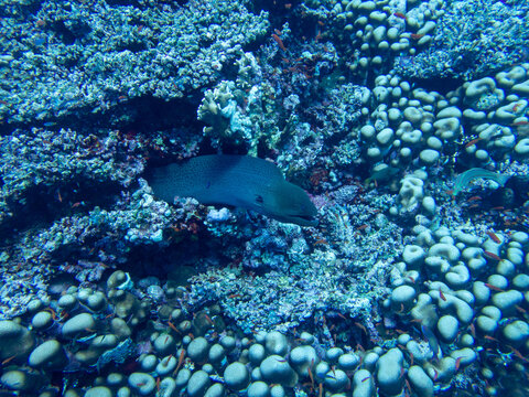 Putzerfisch Bilder – Durchsuchen 2,869 Archivfotos, Vektorgrafiken und ...