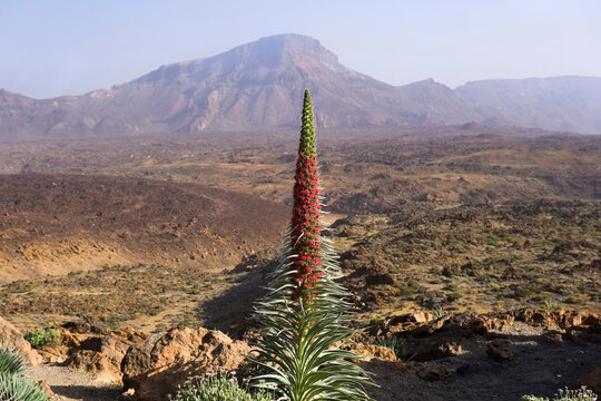 Capitulum Images – Browse 1,020,243 Stock Photos, Vectors, and Video ...