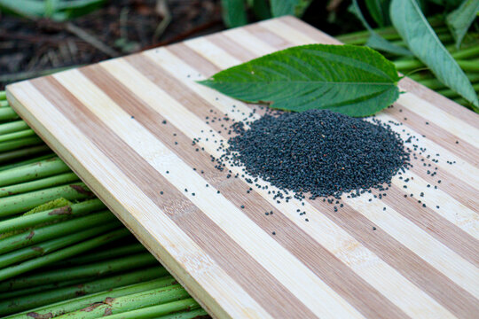 "Jute Seed" Images – Browse 28 Stock Photos, Vectors, and Video | Adobe ...