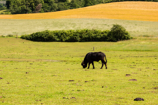 Carabeef Bilder – Durchsuchen 19,216 Archivfotos, Vektorgrafiken und ...