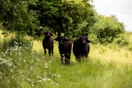 Carabeef Bilder – Durchsuchen 19,216 Archivfotos, Vektorgrafiken und ...