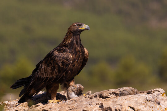 "Aguila Real" Images – Browse 1,174 Stock Photos, Vectors, and Video ...