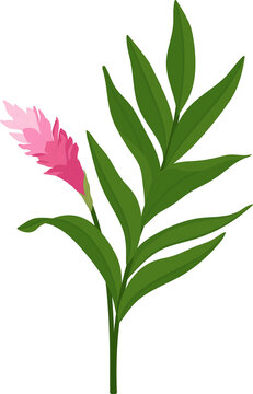รูปภาพ"Pink Ginger" – เลือกดูภาพถ่ายสต็อก เวกเตอร์ และวิดีโอ94 | Adobe ...