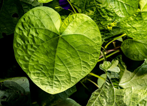 รูปภาพLenticel – เลือกดูภาพถ่ายสต็อก เวกเตอร์ และวิดีโอ1,044 | Adobe Stock