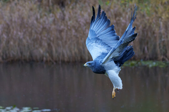 「Buzzard-Eagle」の写真素材 | 468件の無料イラスト画像 | Adobe Stock