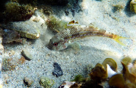 Goatfish Bilder – Durchsuchen 5,767 Archivfotos, Vektorgrafiken und ...